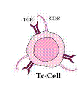 T-Lymphocytes