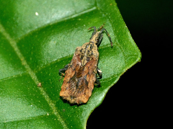 Flat bug | Project Noah