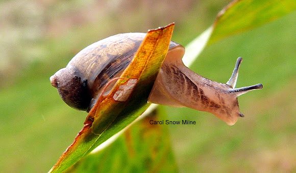 Oval Ambersnail | Project Noah