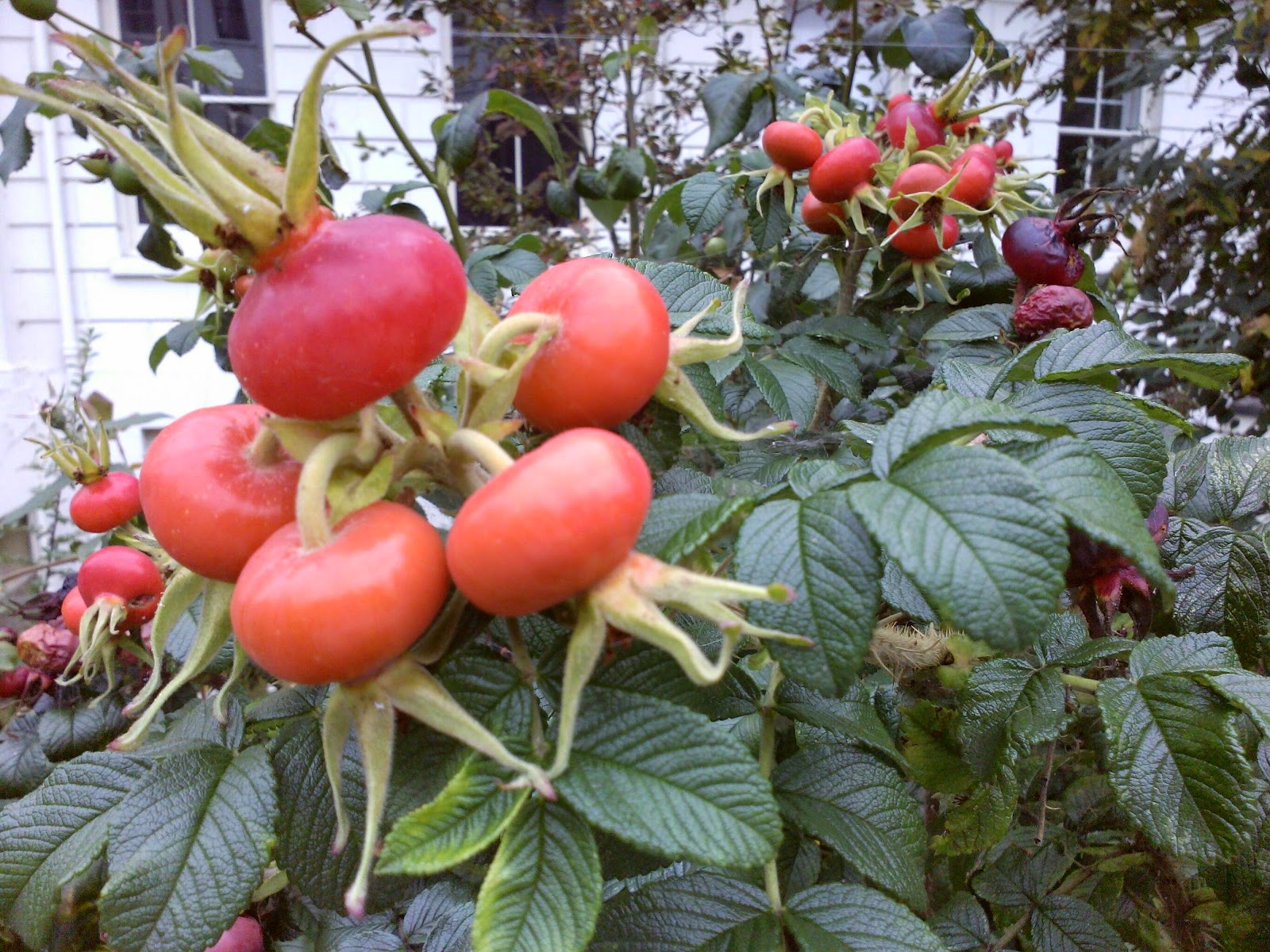 Ben Egress: Fruit of the Rose