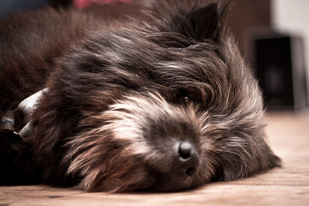 What's the most bad-ass mixed breed dog you've ever seen? pics would be ...