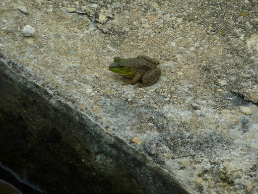 American Bullfrog (Reptiles and Amphibians of Natchez Trace Parkway ...