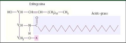 ESFINGOLÍPIDOS