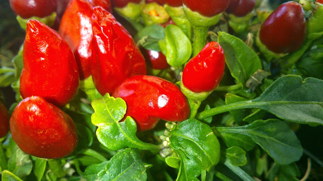 La Jardinera: Capsicum annuum