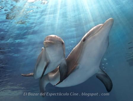→ Winter El Delfin 2: Sinopsis, ficha, elenco, critica: Dolphin Tale 2 ...
