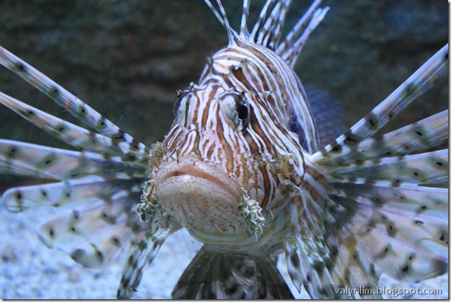 兰卡威 Langkawi Sponsored Trip~ 第3章 Underwater World Langkawi | It's all ...