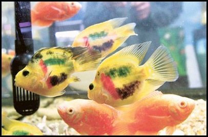 uitentuis: Alles kom in rooi, groen, wit en swart