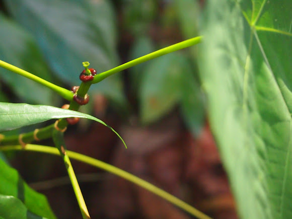 Common mahang | Project Noah