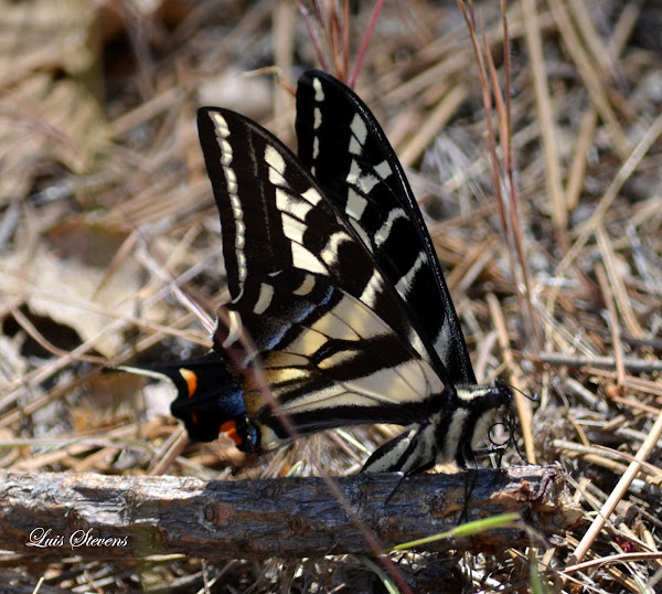 Pale Swallowtail | Project Noah