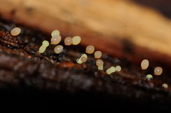 Comatricha nigra | Project Noah