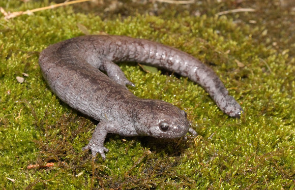 Streamside Salamander | Project Noah