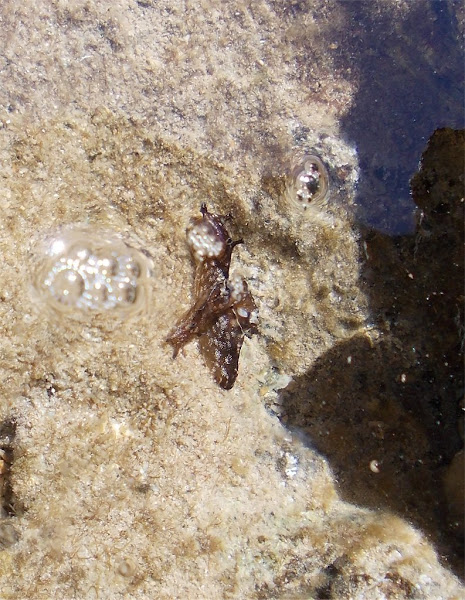 Dwarf sea hares mating | Project Noah