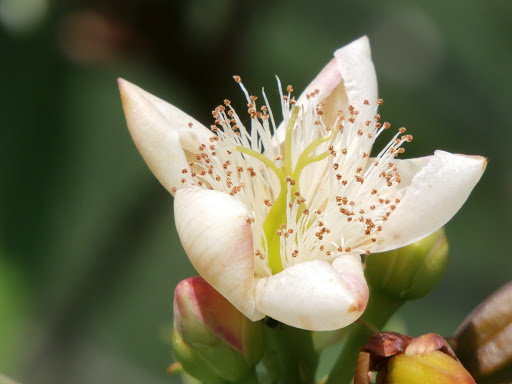iNaturalist.org · Ploiarium alternifolium
