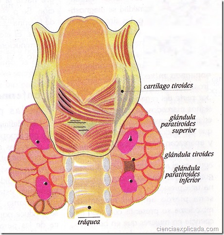 Glándula Tiroides - Ciencia Explicada