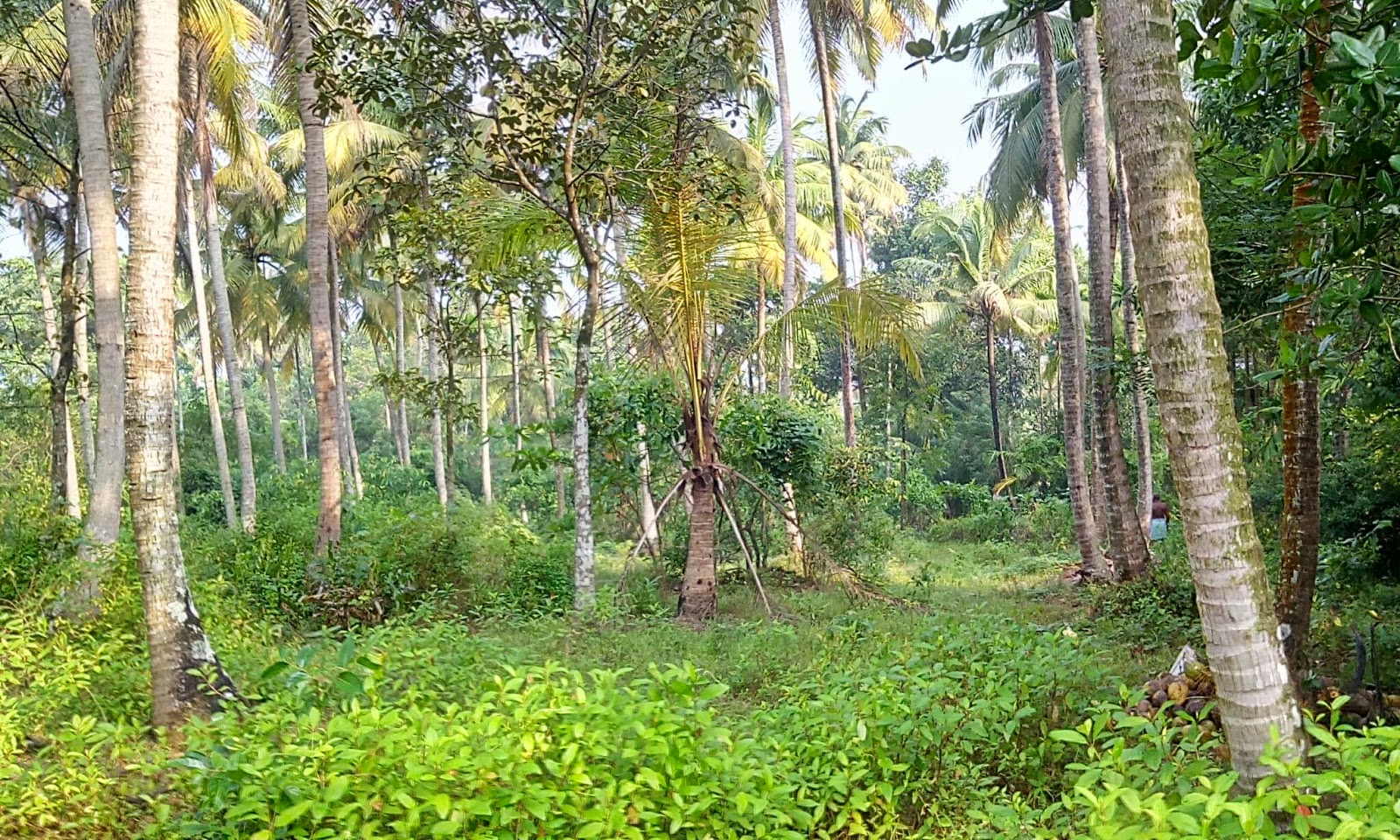 Ace Keralam: Coconut Trees Kerala