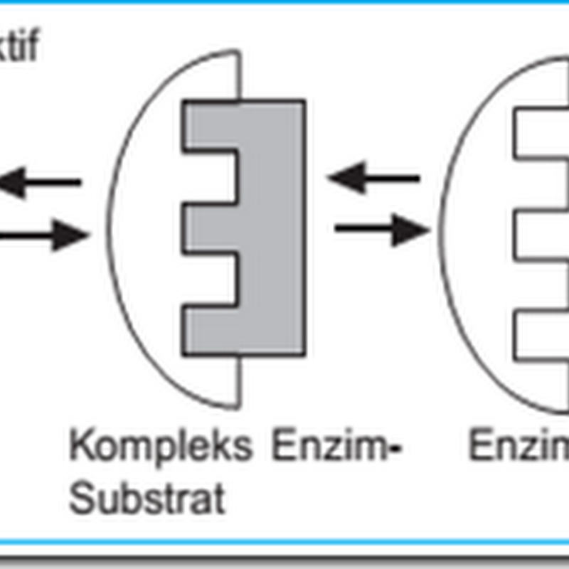 Mengenal Enzim dan Cara Kerjanya