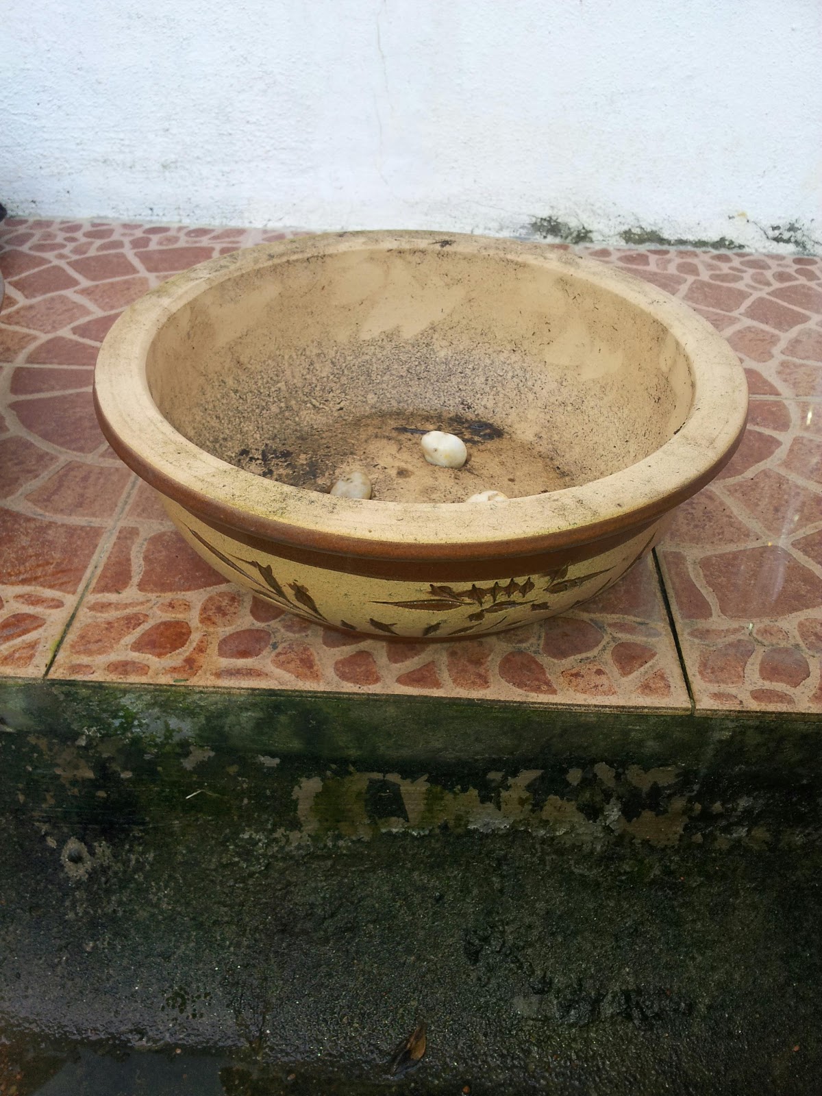 My Sekangkang Kera: DIY: Pokok Bonsai Jasmin