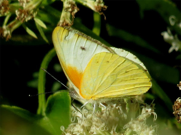 Ant-heap white | Project Noah