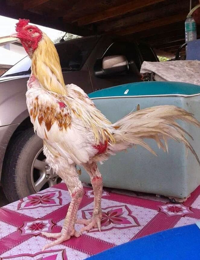 ayam siam pokdek ฟาร์มนี้นำเข้าไก่ชนจากประเทศไทย: PEMBAKA PAKOY SAIGON ...