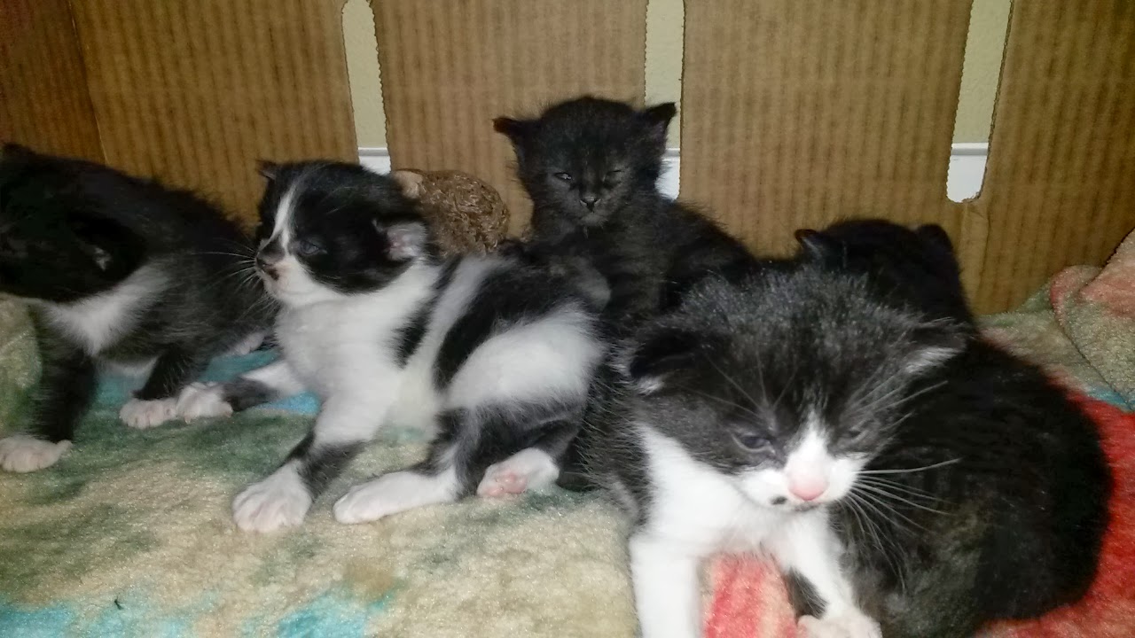 The Daily Kitten: Kittens Day 20