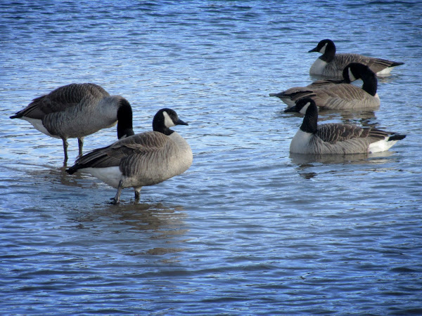 Canada Goose | Project Noah