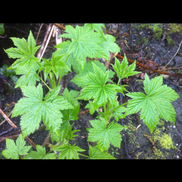 Stink currant | Project Noah