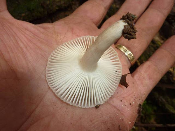 Hongo | Project Noah