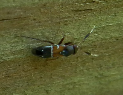 Mirid plant bug | Project Noah