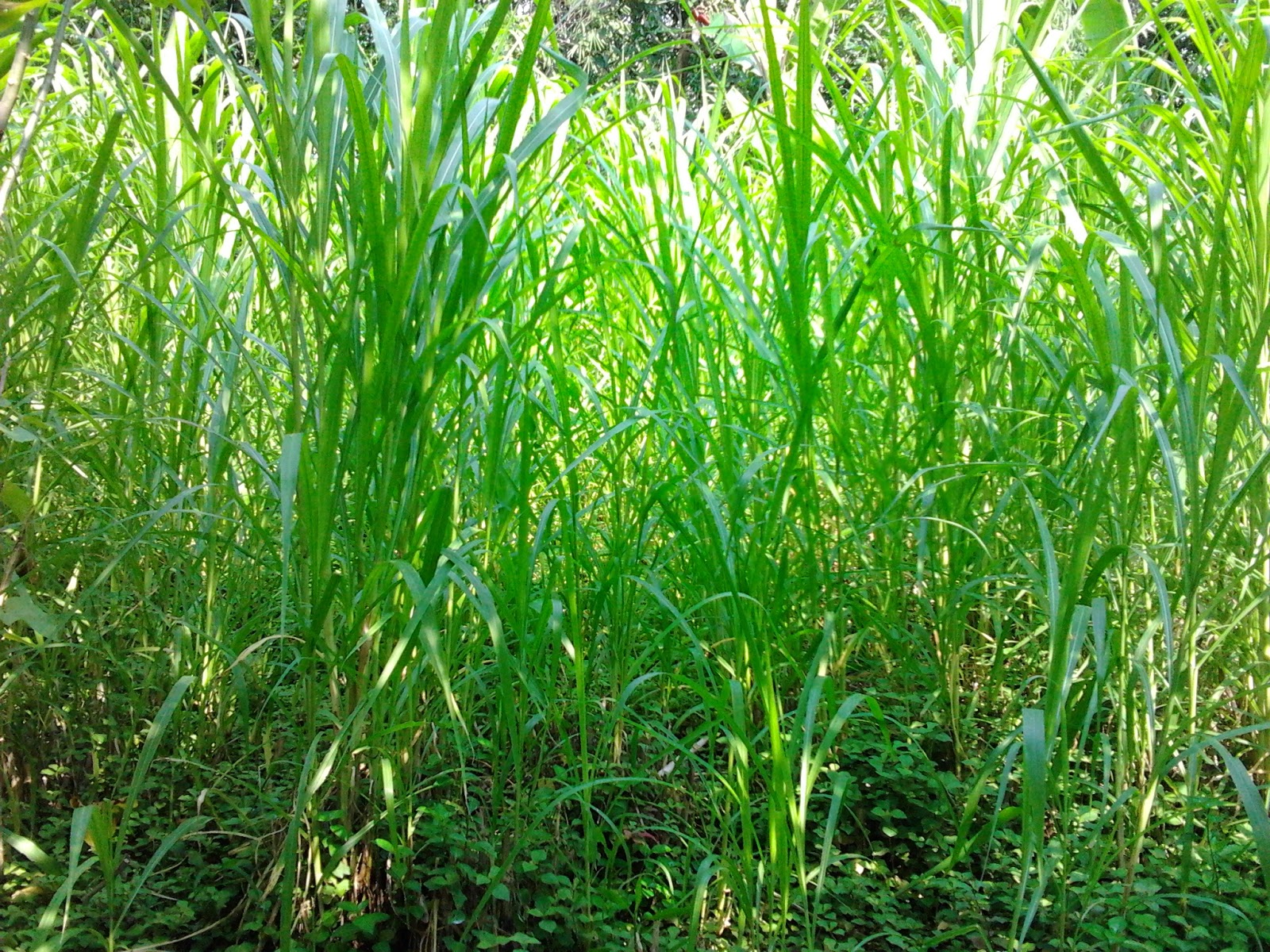 Maju Makmur: Budidaya Rumput Gajah