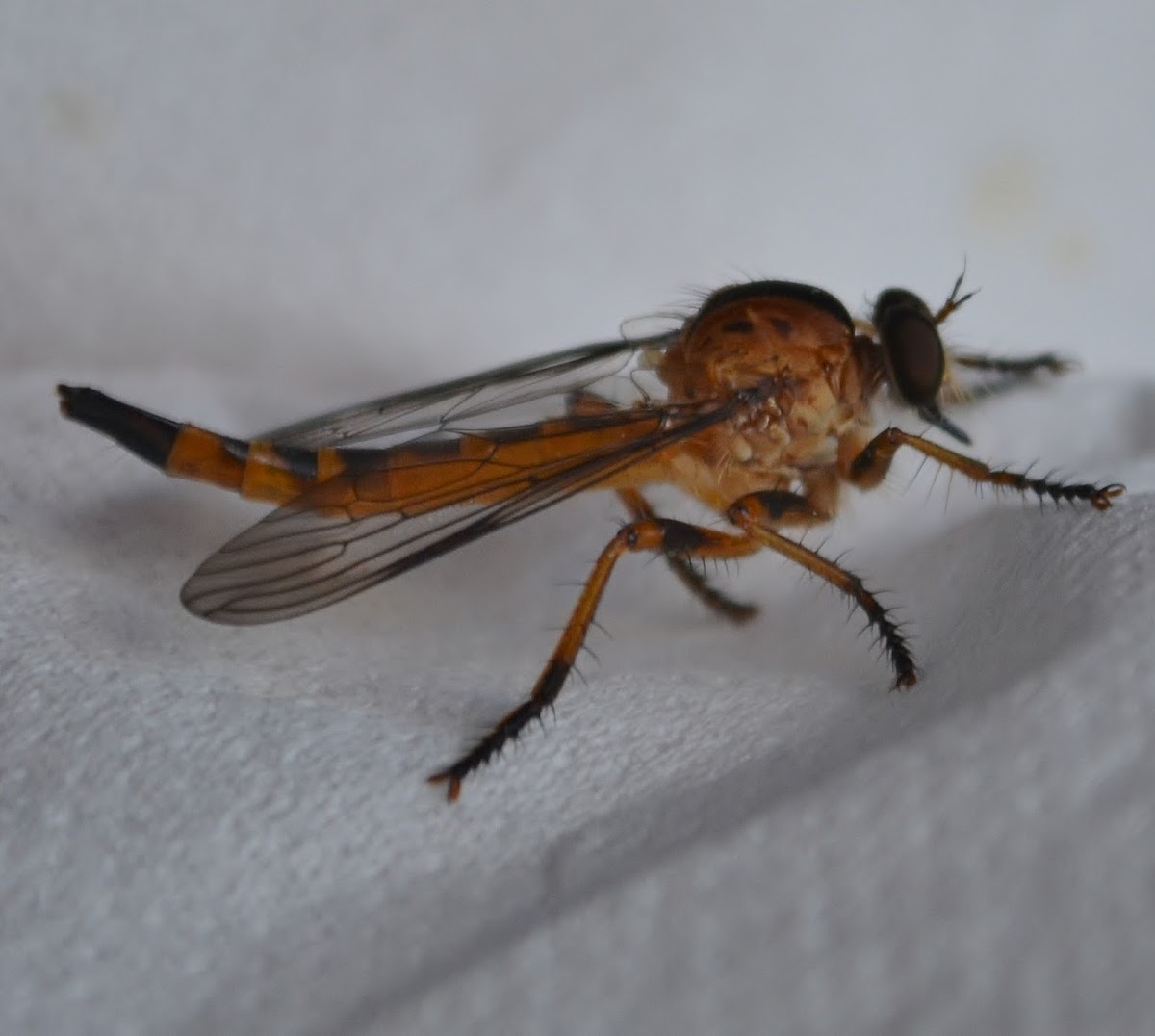 Robber Fly | Project Noah