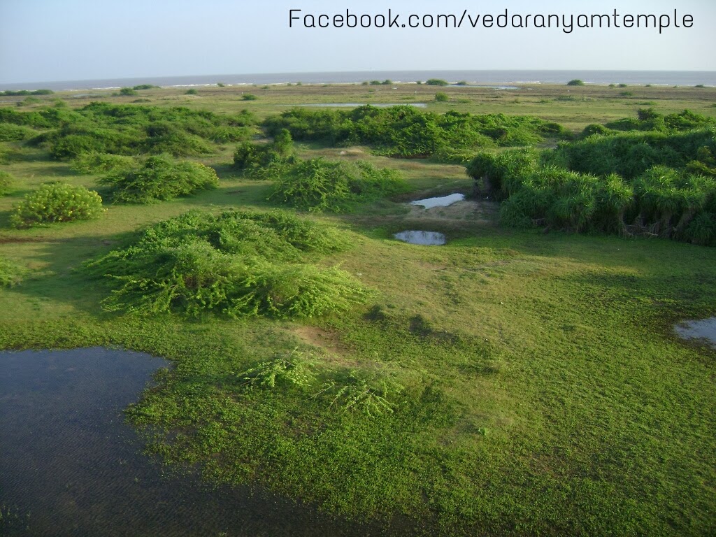 vedaranyam temple: Vedaranyam birds sanctuary and nature.