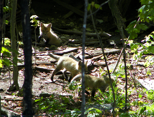 Red Fox | Project Noah