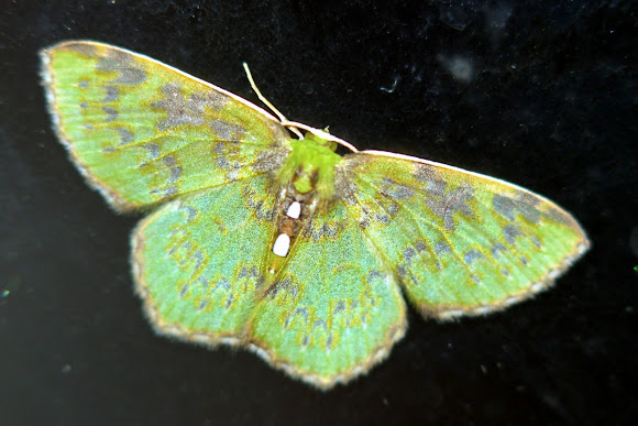 green geometer moth | Project Noah
