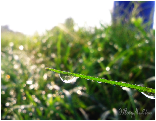 Embun di Pagi Hari | fotokamerahp