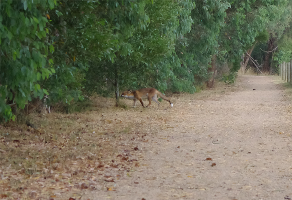 European Red Fox | Project Noah