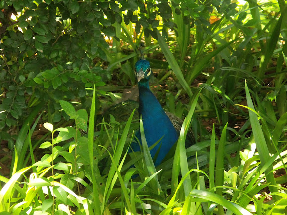 Pavão | Project Noah