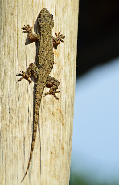 Tropical house gecko | Project Noah