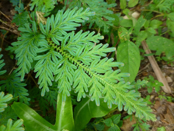 Blue Club Moss, Willdenow's Spikemoss | Project Noah