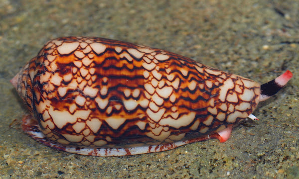 Textile Cone Shell | Project Noah