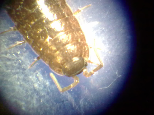 Bicho-de-conta; Tatuzinho | Project Noah