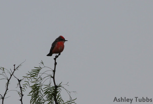 Vermilion Flycatcher | Project Noah