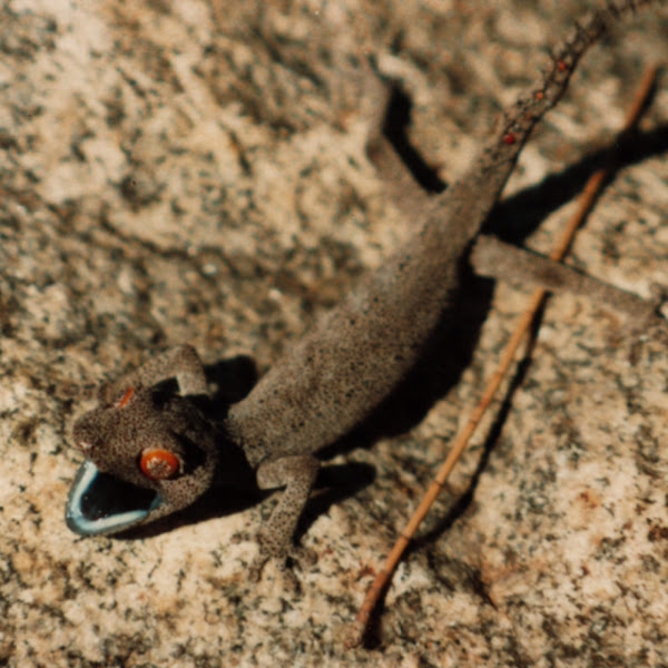 Soft Spiny-tailed Gecko | Project Noah