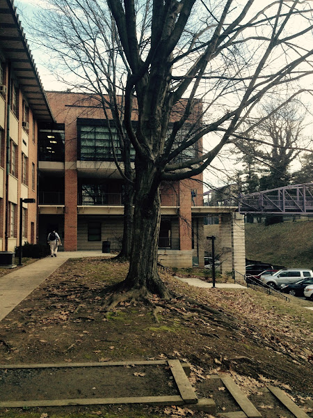 Red oak | Project Noah