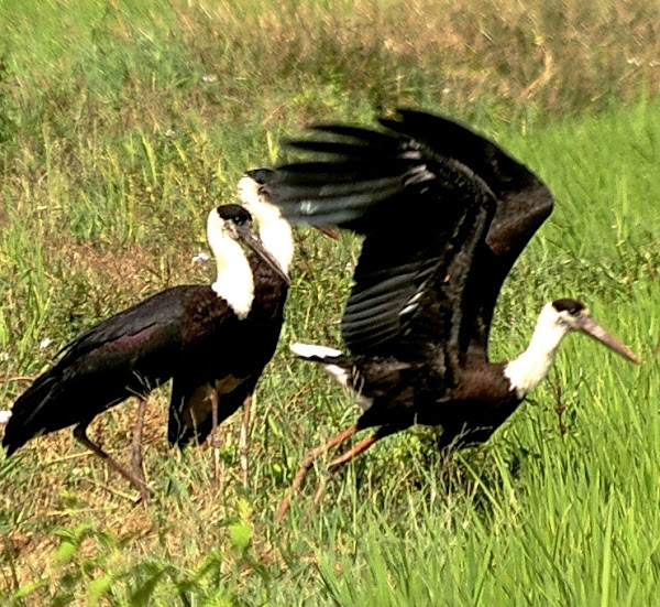 The Woolly-necked Stork | Project Noah