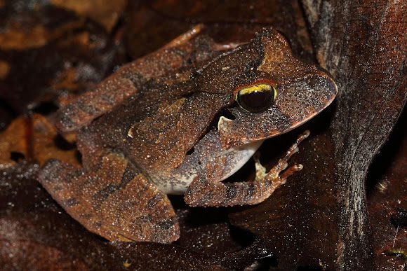 Wokan Cannibal Frog | Project Noah