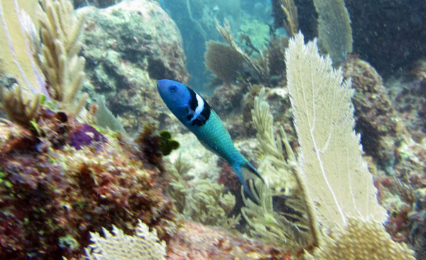 Blue-headed wrasse | Project Noah