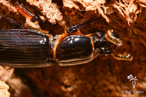 Horned Passalus | Project Noah