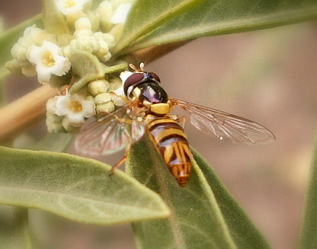 Hoverfly | Project Noah