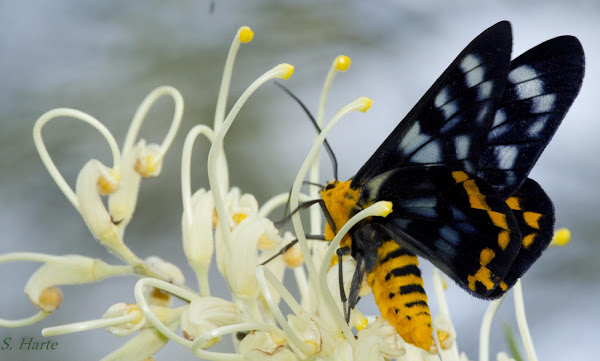 Four o’clock moth – Dysphania fenestrata | Project Noah