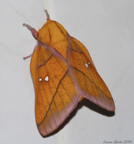Silk Moth | Project Noah